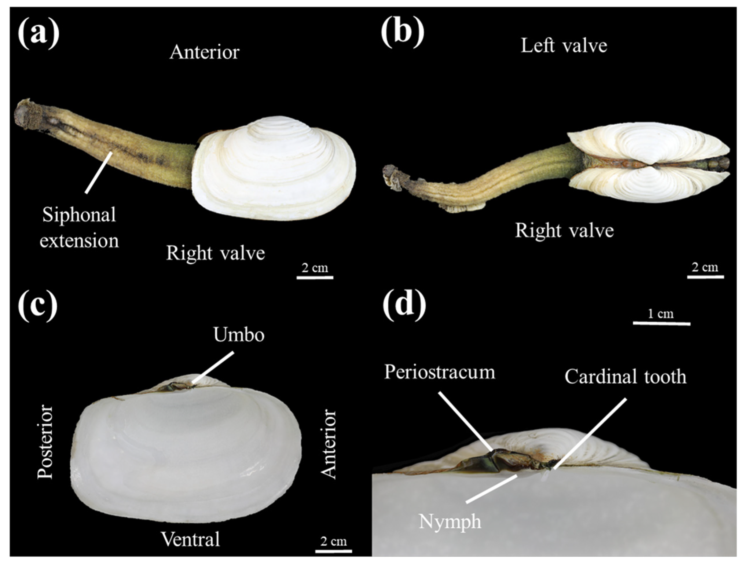 On the Species Identification of Korean Geoduck Clam (Panopea sp. 1 ...