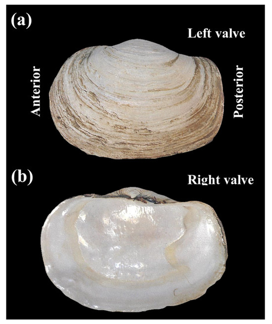 On the Species Identification of Korean Geoduck Clam (Panopea sp. 1 ...