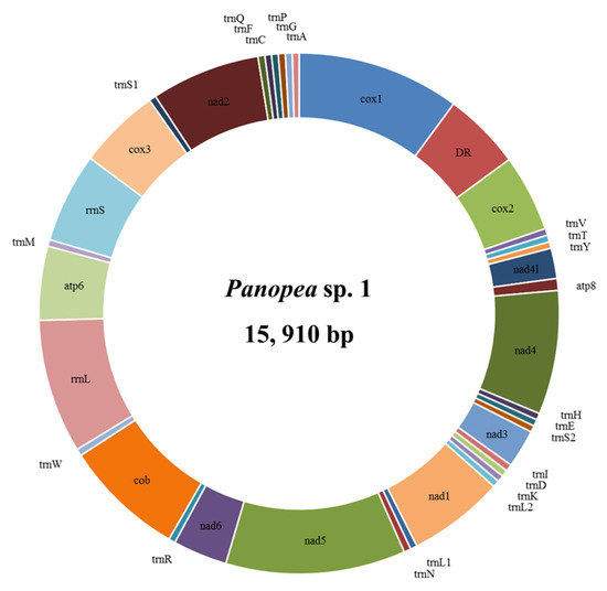 On the Species Identification of Korean Geoduck Clam (Panopea sp. 1 ...