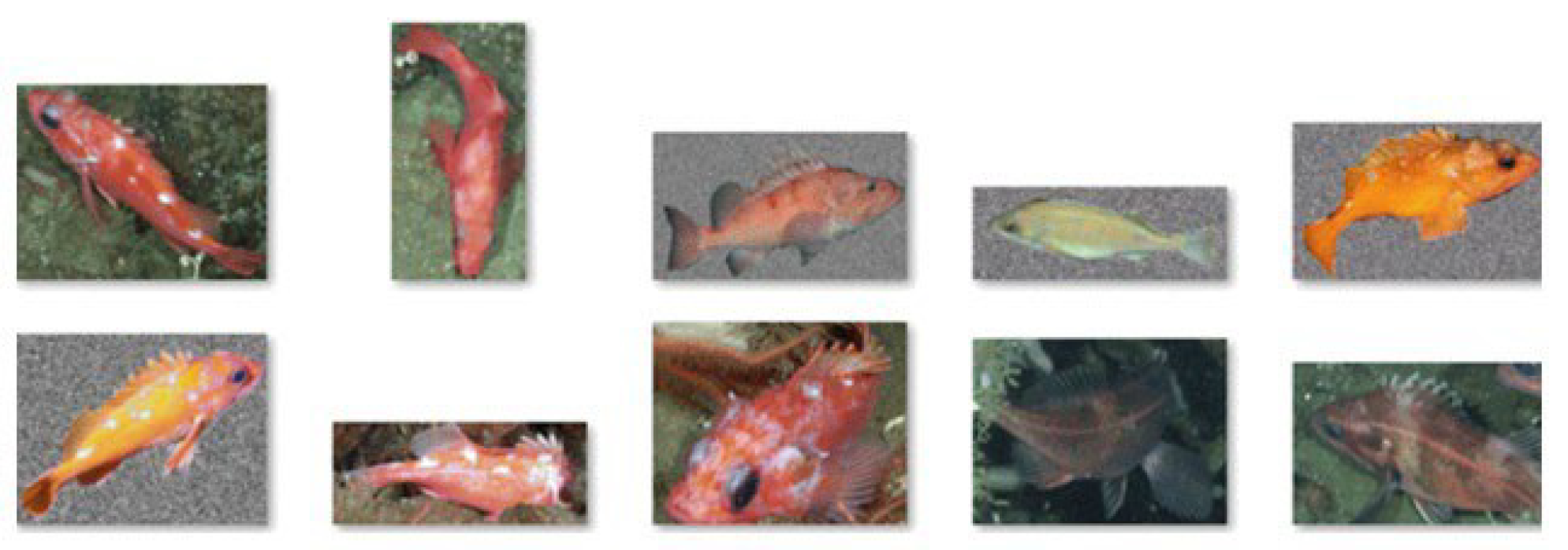 A Deep Learning-Based Lightweight Model for the Detection of Marine Fishes
