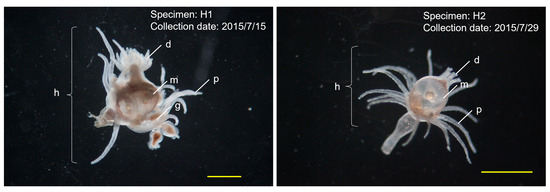 Ectopleura crocea (Cnidaria: Hydrozoa) Identified as a Predator of ...
