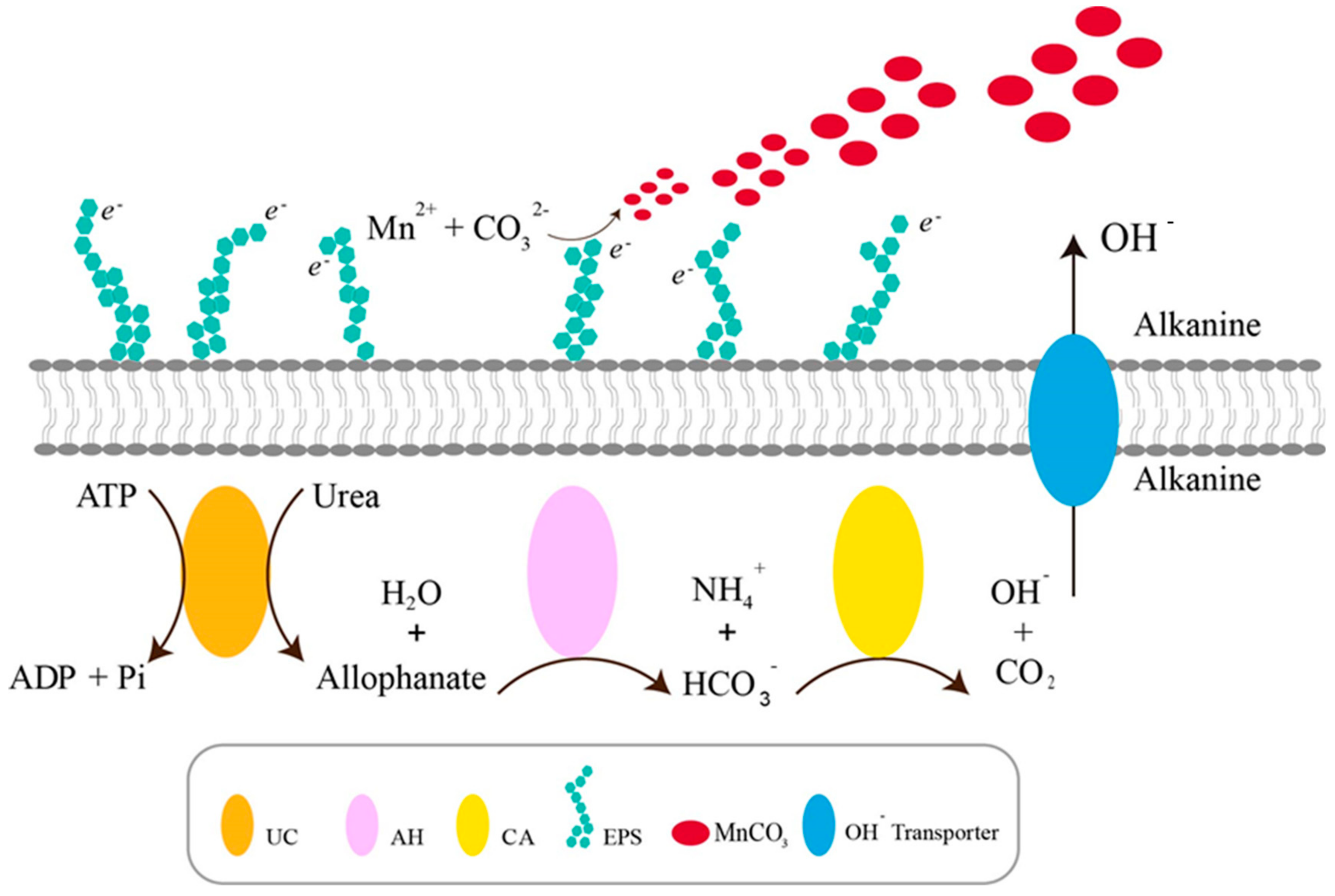 Revealing Heavy Metal-Resistant Mechanisms and Bioremediation Potential ...