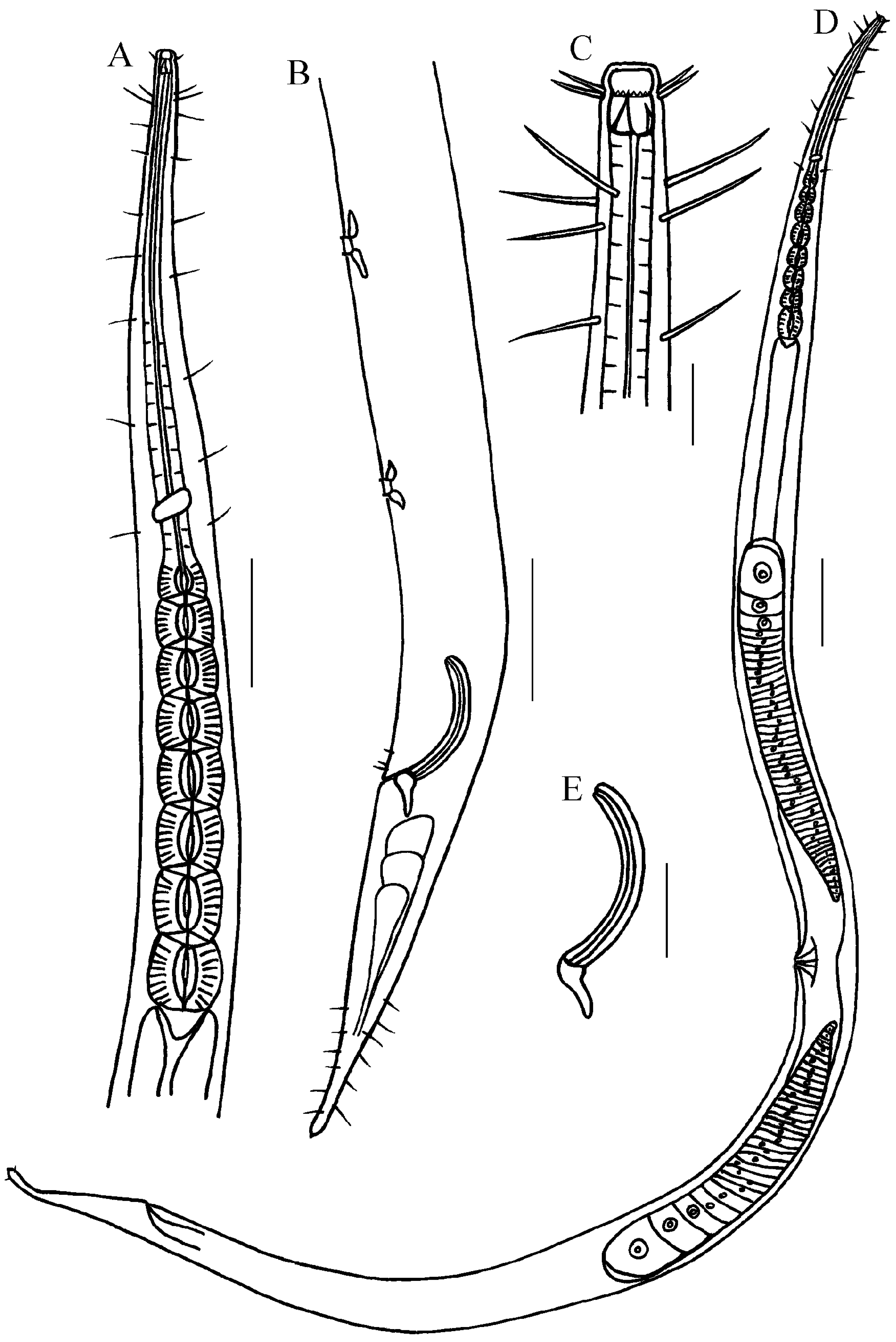 Three New Species of Free-Living Marine Nematodes of the Order Enoplida ...