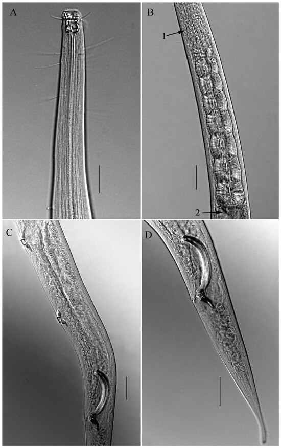 Three New Species of Free-Living Marine Nematodes of the Order Enoplida ...