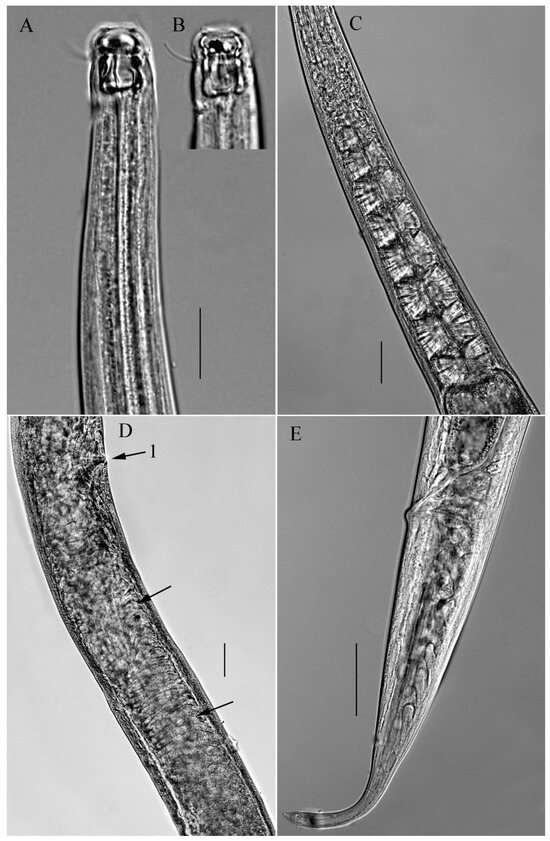 Three New Species of Free-Living Marine Nematodes of the Order Enoplida ...