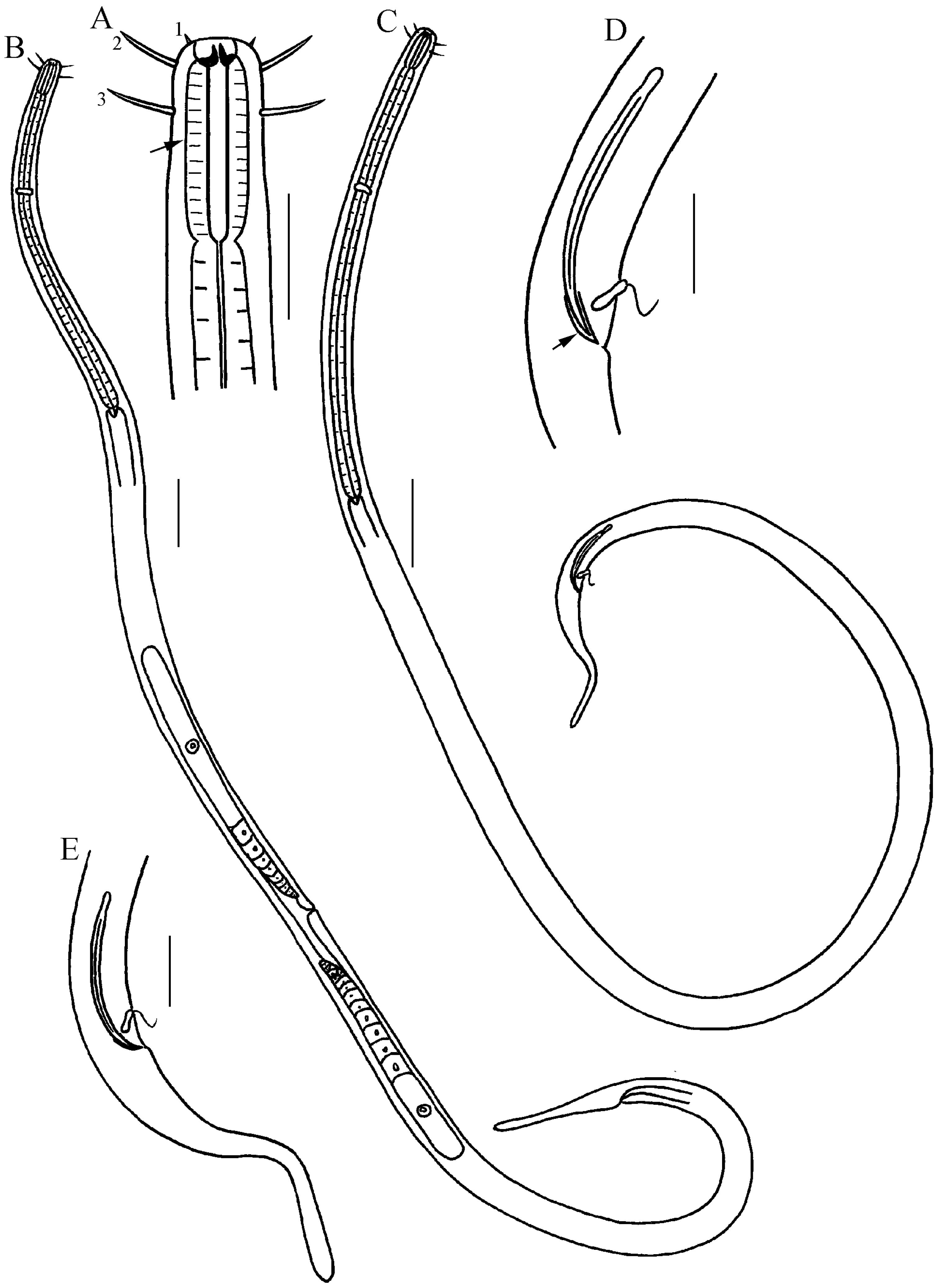 Three New Species of Free-Living Marine Nematodes of the Order Enoplida ...