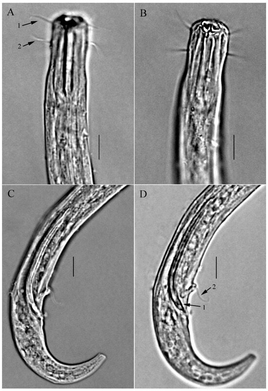 Three New Species of Free-Living Marine Nematodes of the Order Enoplida ...