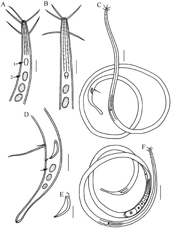 Three New Species of Free-Living Marine Nematodes of the Order Enoplida ...
