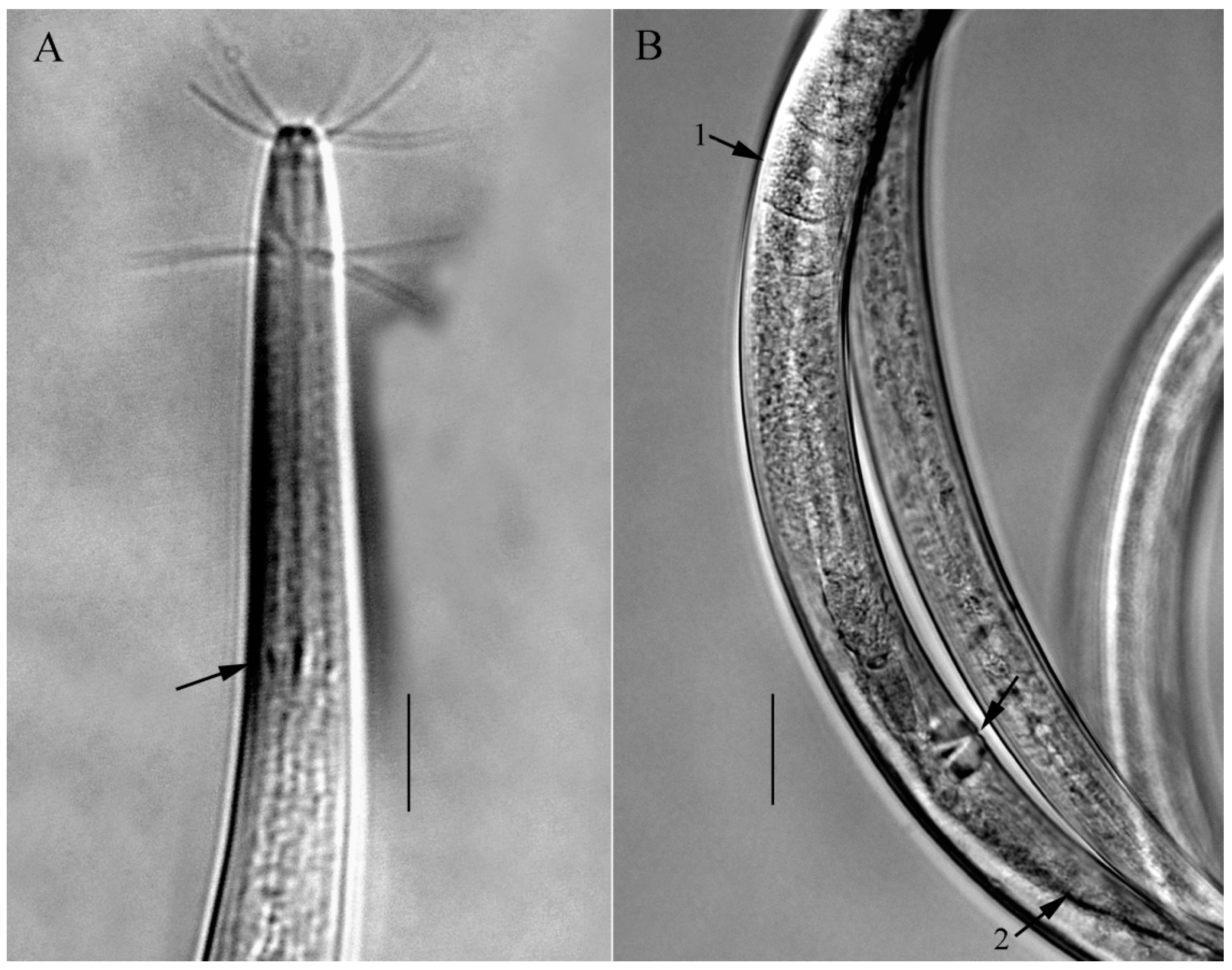 Three New Species of Free-Living Marine Nematodes of the Order Enoplida ...