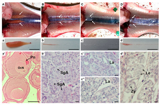 Induction of Reproductive Sterility in Coho Salmon (Oncorhynchus ...