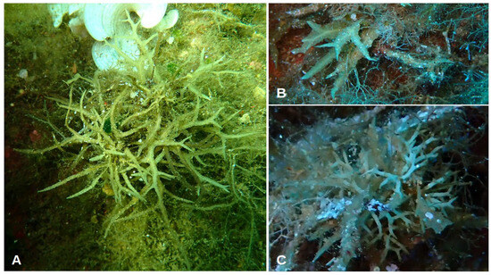 Diversity of Fucales (Ochrophyta, Phaeophyceae) along the Coasts of ...