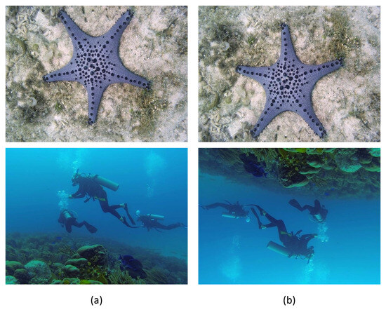 Improving Semantic Segmentation Performance in Underwater Images