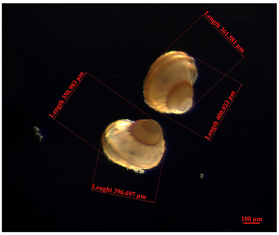 JMSE | Free Full-Text | Characterization of the Mitochondrial Genome, Ecological Distribution ...