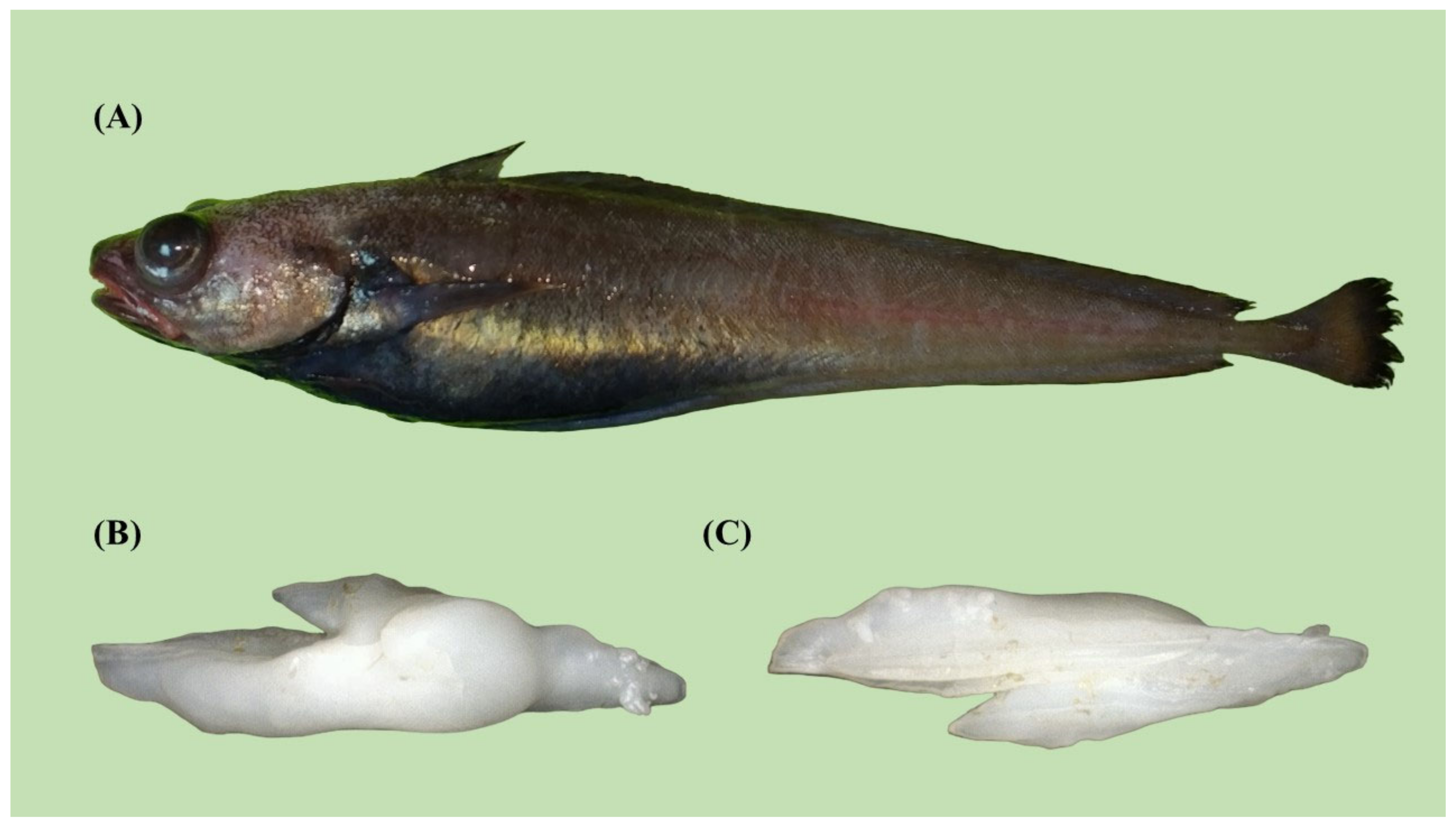 “Firefly” of the Submarine Mountains: New Data on Physiculus cynodon ...