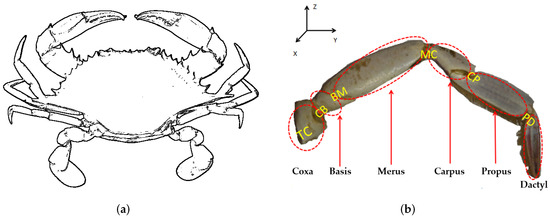 Leg Mechanism Design and Motion Performance Analysis for an Amphibious ...