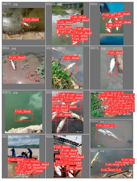 Improved YOLOv5 Algorithm for Real-Time Prediction of Fish Yield in All Cage Schools