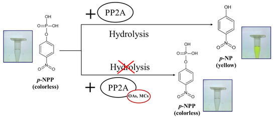 A Protein Phosphatase 2A-Based Assay to Detect Okadaic Acids and ...