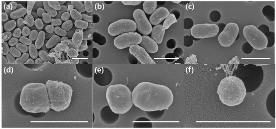 The Discovery and Characterization of a Novel Microalgal Strain, Picochlorum sp. KCTC AG61293 ...