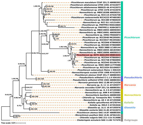 The Discovery and Characterization of a Novel Microalgal Strain, Picochlorum sp. KCTC AG61293 ...