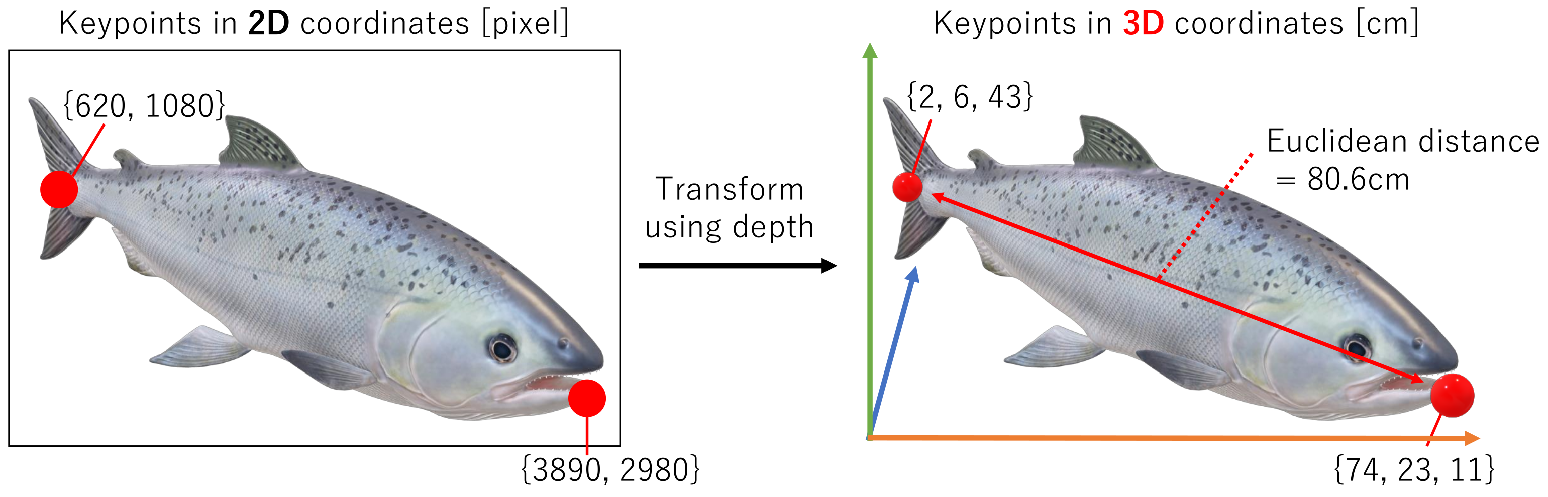 Robust Fish Recognition Using Foundation Models toward Automatic Fish ...