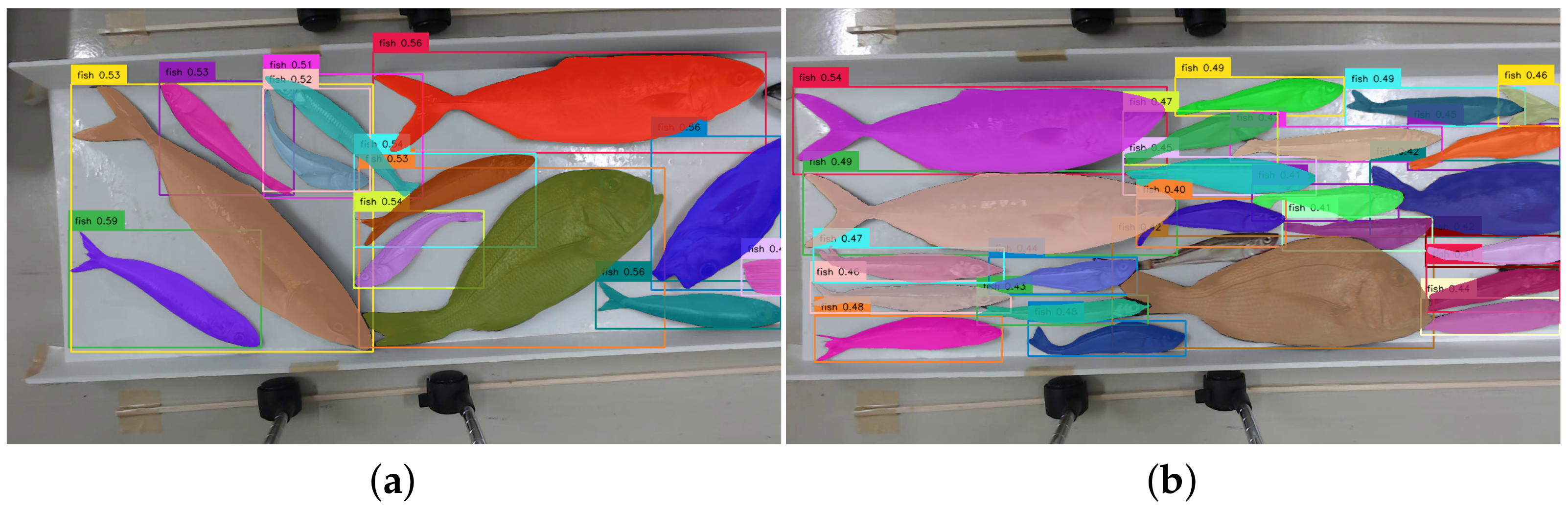 Robust Fish Recognition Using Foundation Models toward Automatic Fish ...