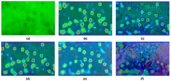 Lightweight Underwater Object Detection Algorithm For Embedded Deployment Using Higher Order