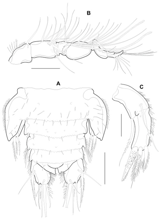 New Species of Eupelte (Crustacea, Copepoda, Harpacticoida) from the ...