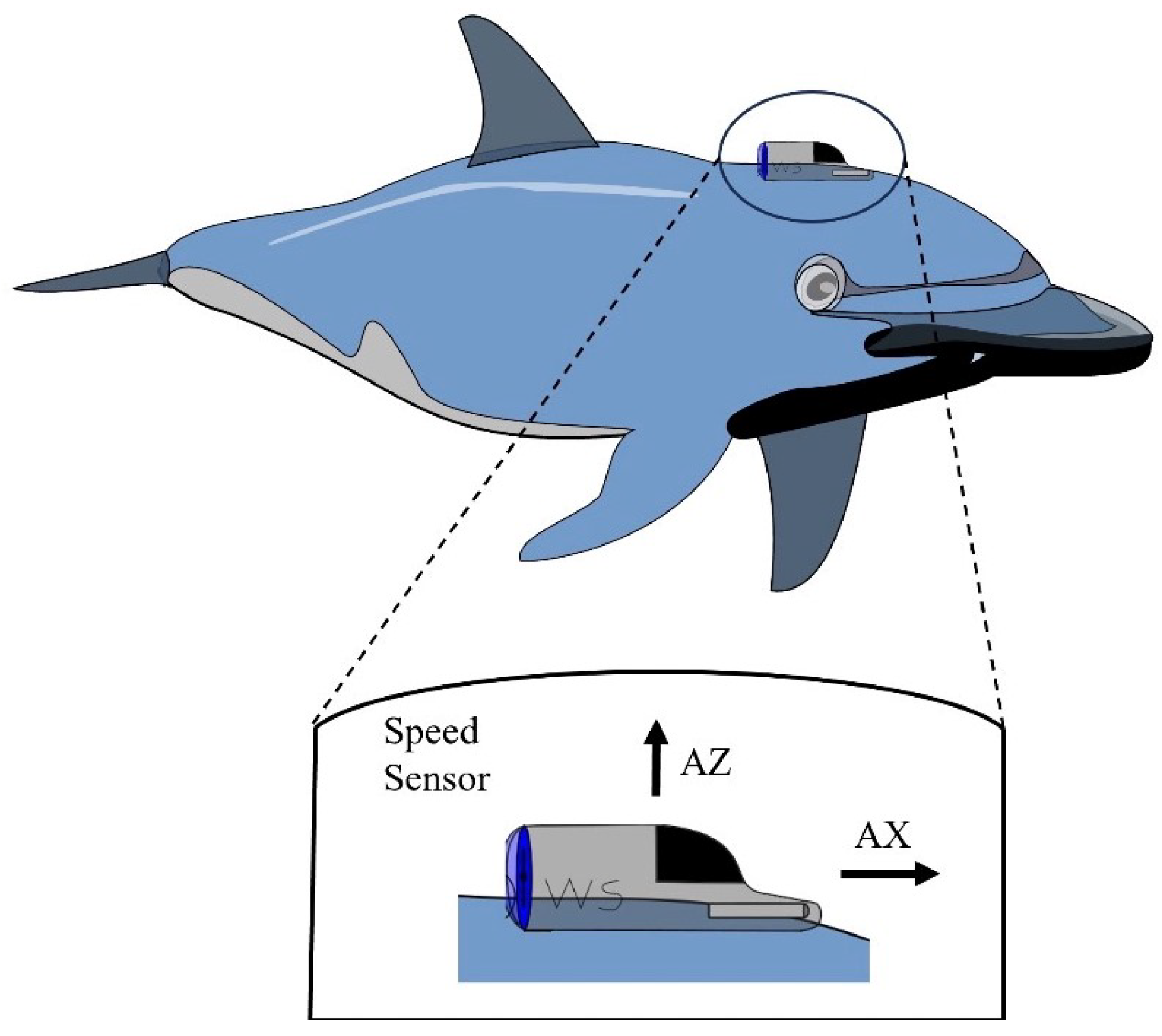 An Integrated Framework with ADD-LSTM and DeepLabCut for Dolphin Behavior Classification