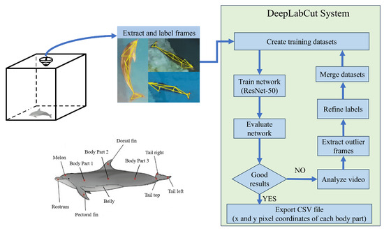 An Integrated Framework with ADD-LSTM and DeepLabCut for Dolphin Behavior Classification