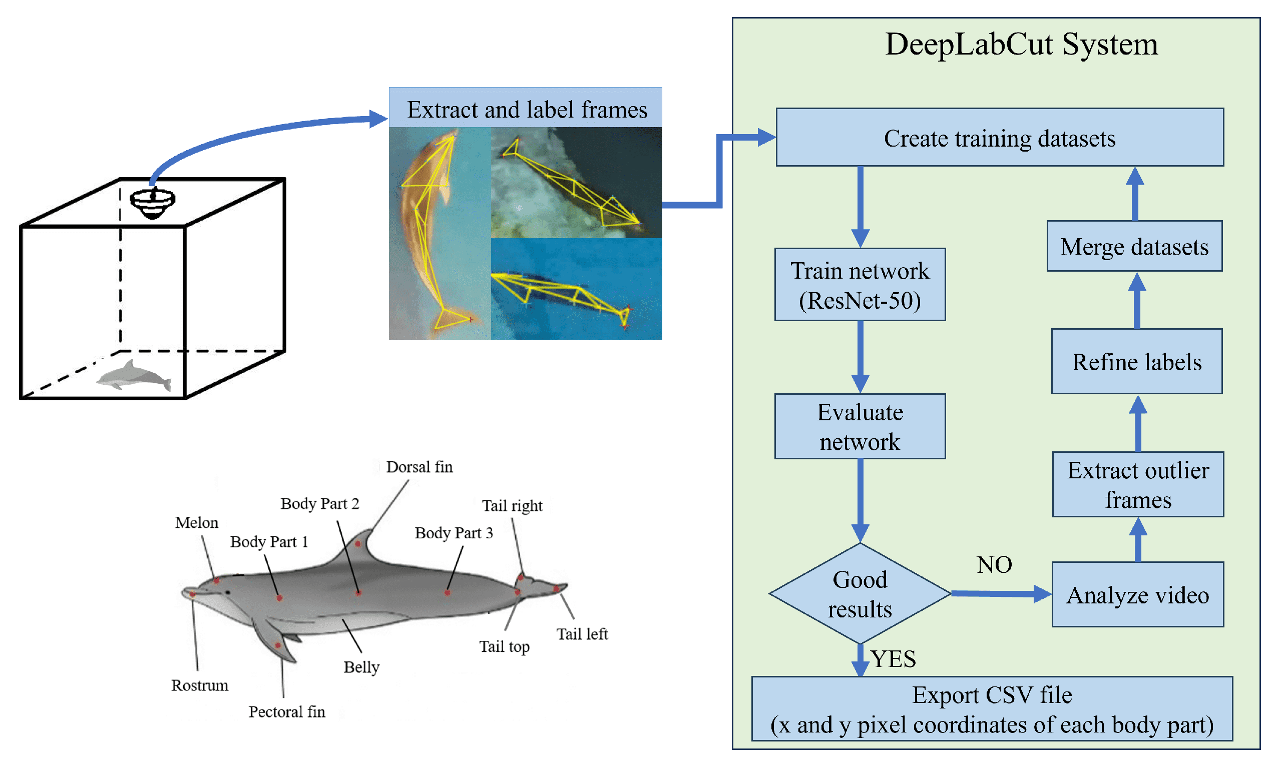 An Integrated Framework with ADD-LSTM and DeepLabCut for Dolphin Behavior Classification
