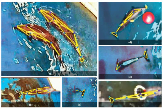 An Integrated Framework with ADD-LSTM and DeepLabCut for Dolphin Behavior Classification