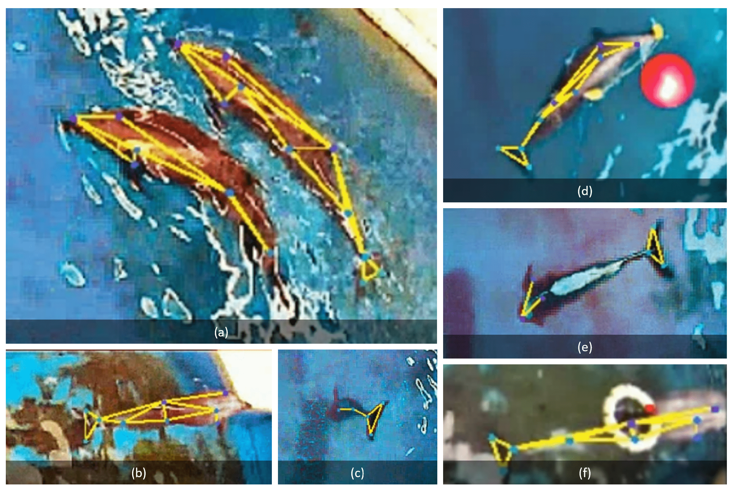 An Integrated Framework with ADD-LSTM and DeepLabCut for Dolphin Behavior Classification