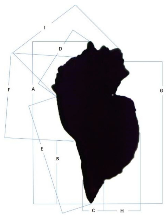 Morphological Differences and Contour Visualization of Statoliths in ...
