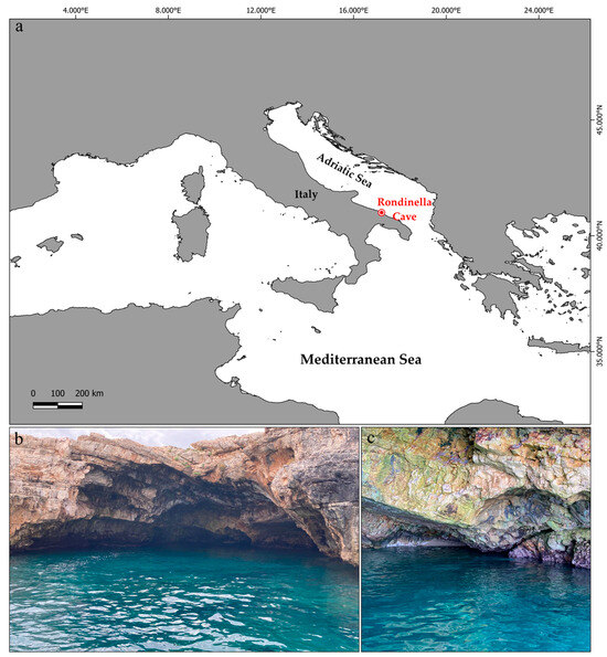 First Survey of the Sponge Community of a Semi-Submerged Marine Cave ...