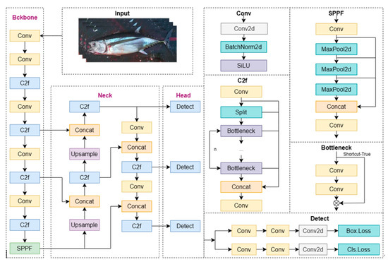 Improved YOLOv8-Pose Algorithm for Albacore Tuna (Thunnus alalunga) Fork Length Extraction and ...