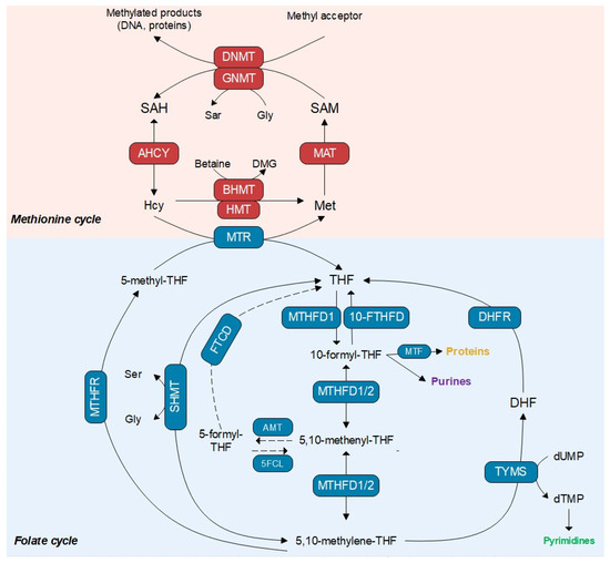 Folate-Mediated One-Carbon Metabolism in the Crustacean Copepod Calanus ...