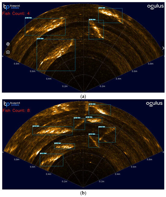 JMSE | Free Full-Text | Sonar Fish School Detection and Counting Method Based on Improved YOLOv8 ...