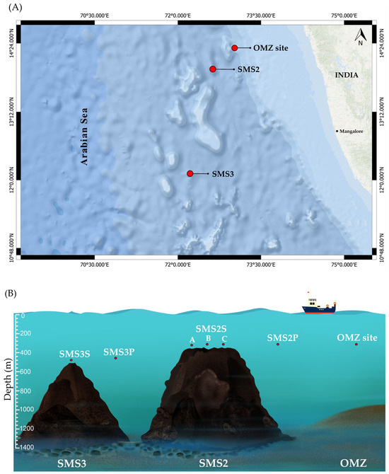 JMSE | Free Full-Text | Unveiling the Faunal Diversity in the Water ...