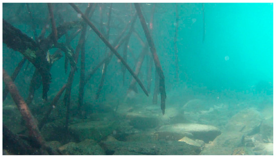 A New Workflow for Instance Segmentation of Fish with YOLO