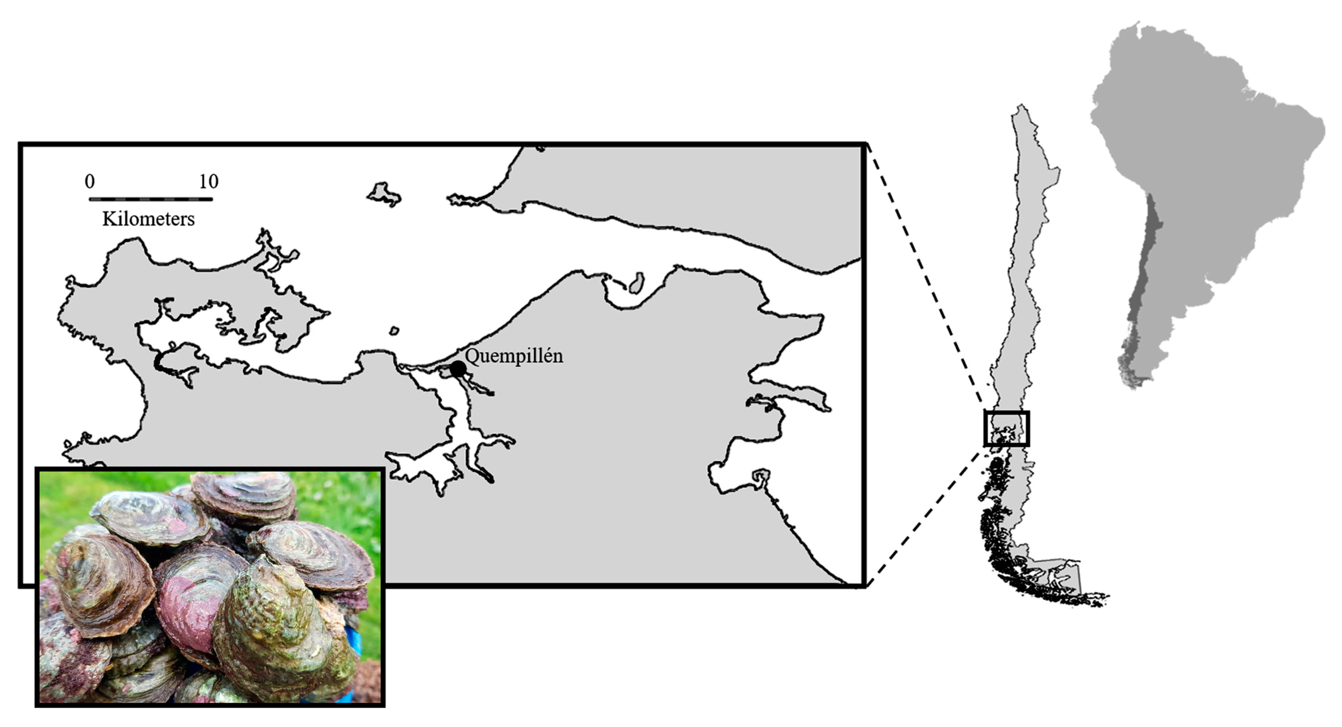 Settlement of Chilean Flat Oysters (Ostrea chilensis) on Ribbed Mussel ...