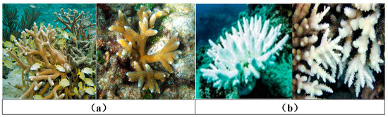 ML-Net: A Multi-Local Perception Network for Healthy and Bleached Coral ...