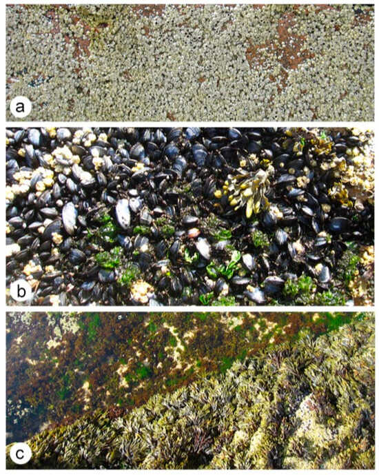 Ecology of Intertidal Rocky Shores Related to Examples of Coastal ...