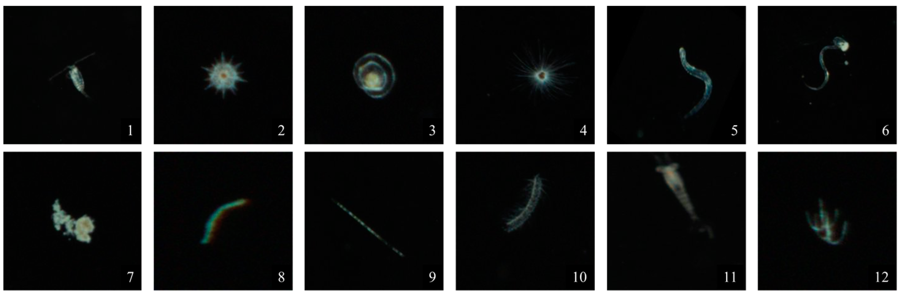 Research on In Situ Observation Method of Plankton Based on Convolutional Neural Network