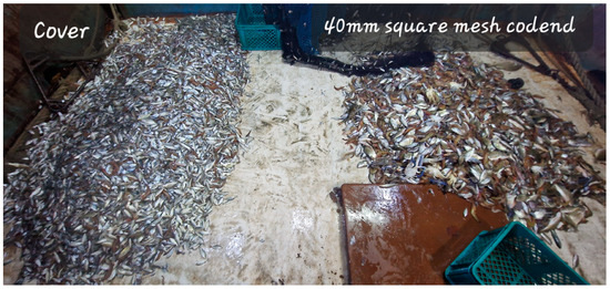 Assessing Codend Mesh Selectivity: Comparing Diamond and Square Mesh ...