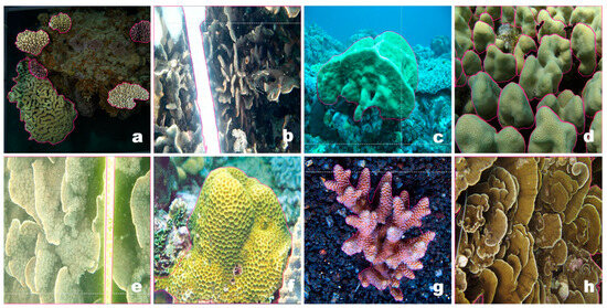 Deep Learning-Based Automatic Estimation of Live Coral Cover from ...