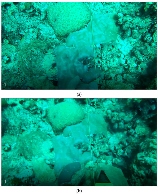 Deep Learning-Based Automatic Estimation of Live Coral Cover from ...