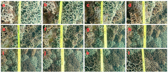 Deep Learning-Based Automatic Estimation of Live Coral Cover from ...