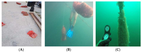 Fan Mussel (Pinna nobilis L.) Spat Collection, Monitoring of Early ...