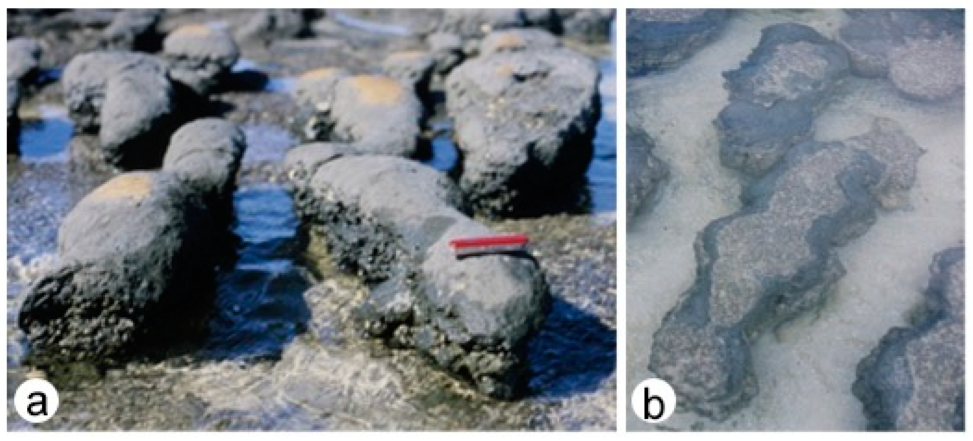 Stromatolites and Their “Kin” as Living Microbialites in Contemporary ...