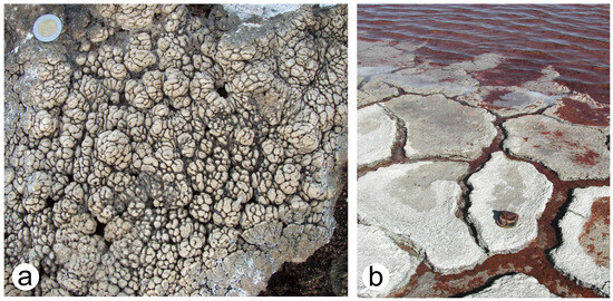 Stromatolites and Their “Kin” as Living Microbialites in Contemporary ...